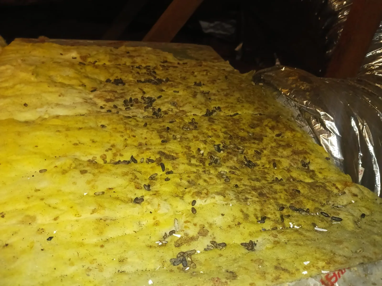 Rat Control Los Angeles